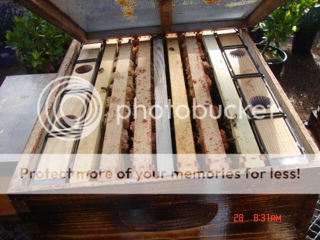 Curious on Commerical Queen Rearing Yard Rotation | Page 4 | Beesource Beekeeping Forums